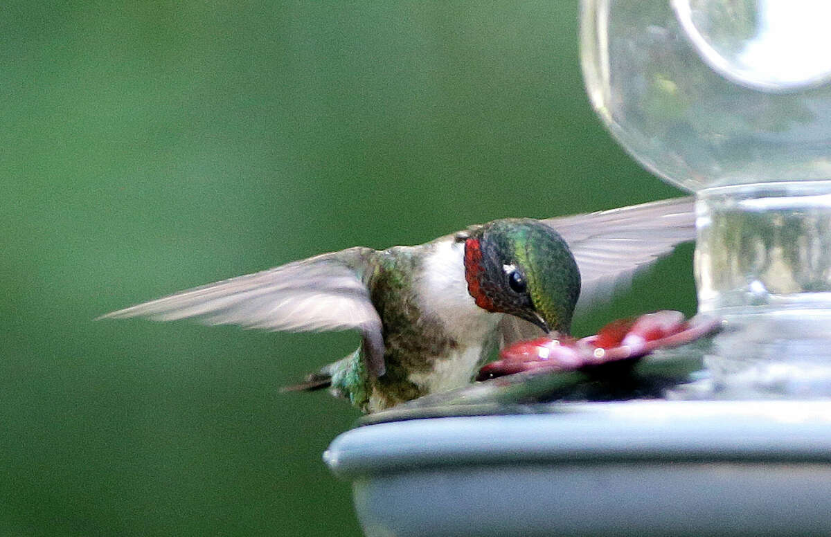 When will hummingbirds return to Manistee?