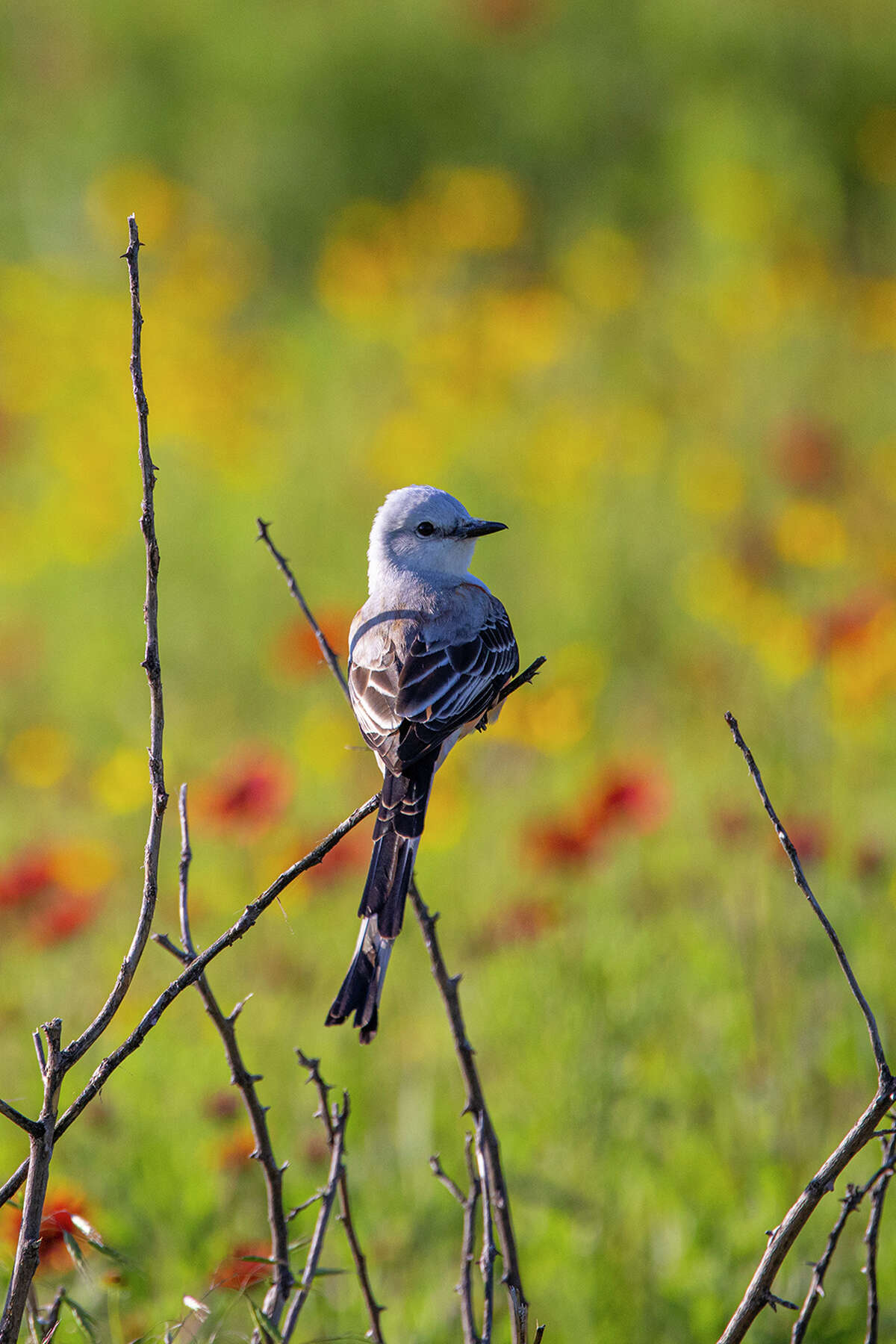 Houston bird watching: 8 species to look for in Spring
