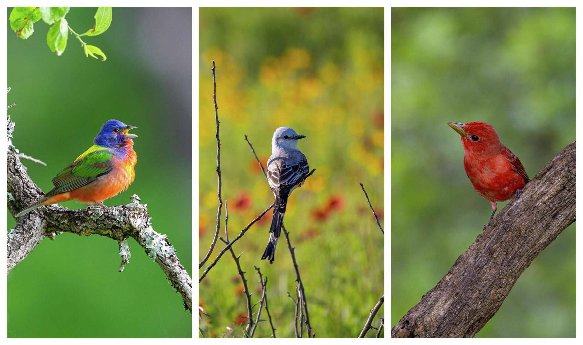 Houston bird watching: 8 species to look for in Spring