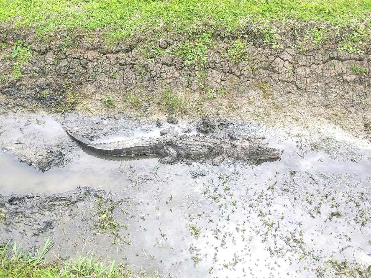 Alligator startles Texas officer trying to wrangle it