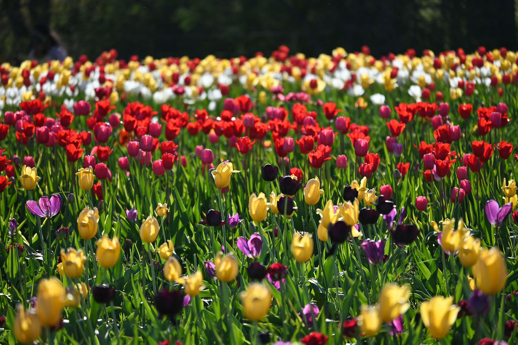 Wicked Tulips Flower Farm in CT opens for pick-your-own season