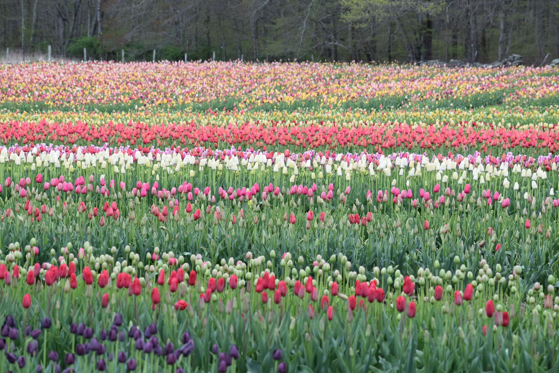 Over 700,000 tulips now in bloom at Preston's u-pick tulip farm
