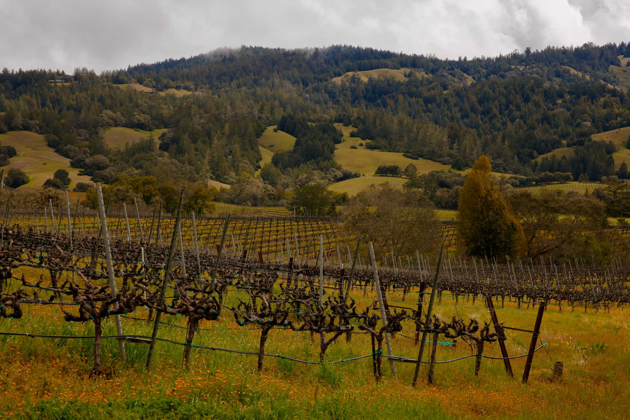 Why we adore California's Anderson Valley wine country