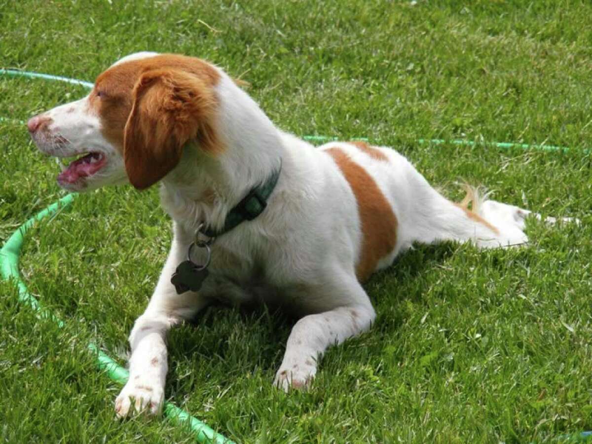 Reward rises in dog shooting