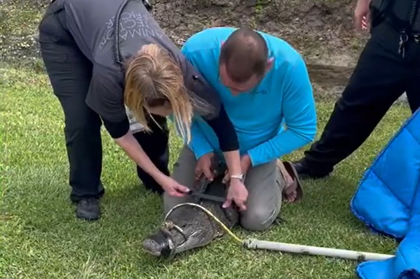 Alligator jump scares Texas police officers during rescue
