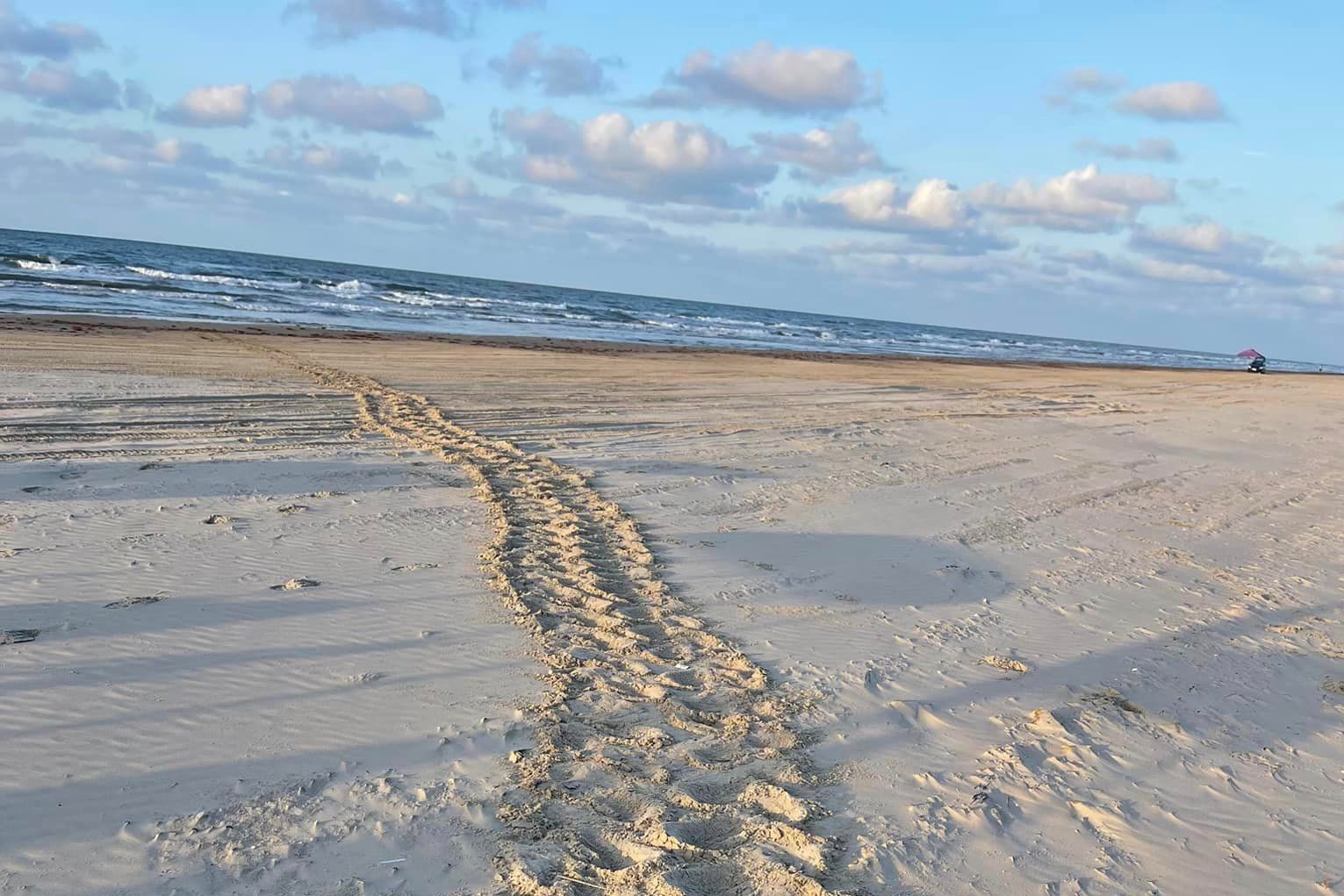 It's Texas sea turtle season. Here's how to spot tracks.