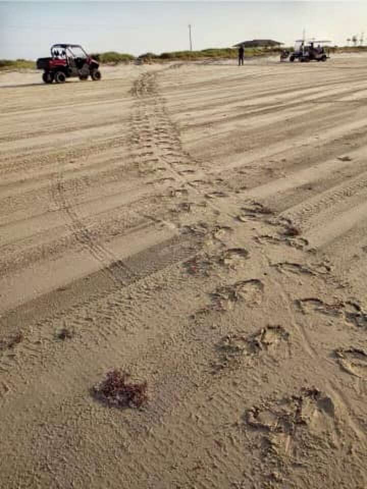 It's Texas sea turtle season. Here's how to spot tracks.