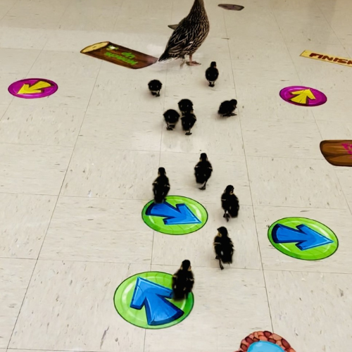 Watch: Family of ducks take a tour through elementary school