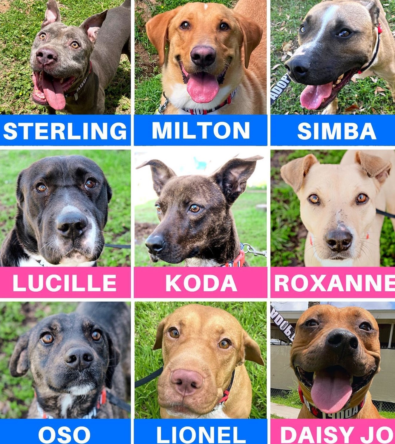 Laredo Animal Protective Society seeks homes for long-stay, large dogs