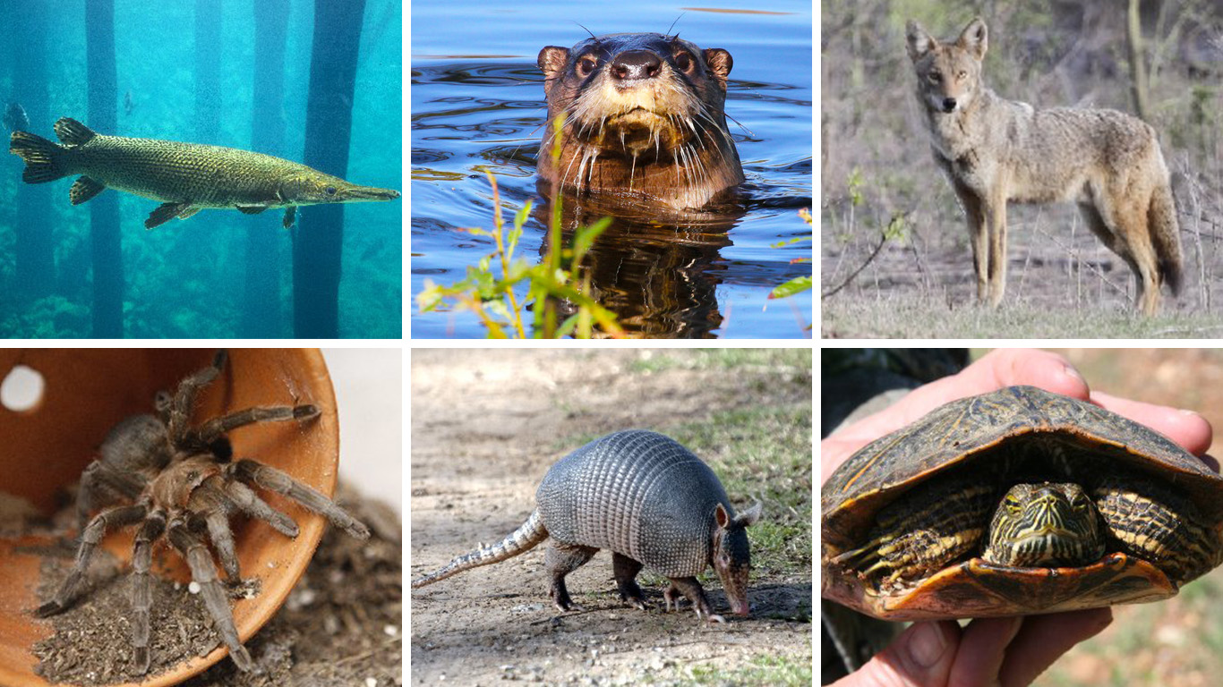 Get to know Houston's wildlife. Here's how.