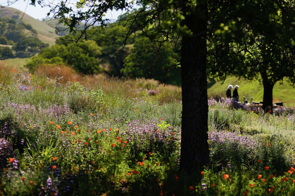 The science behind California superblooms, explained