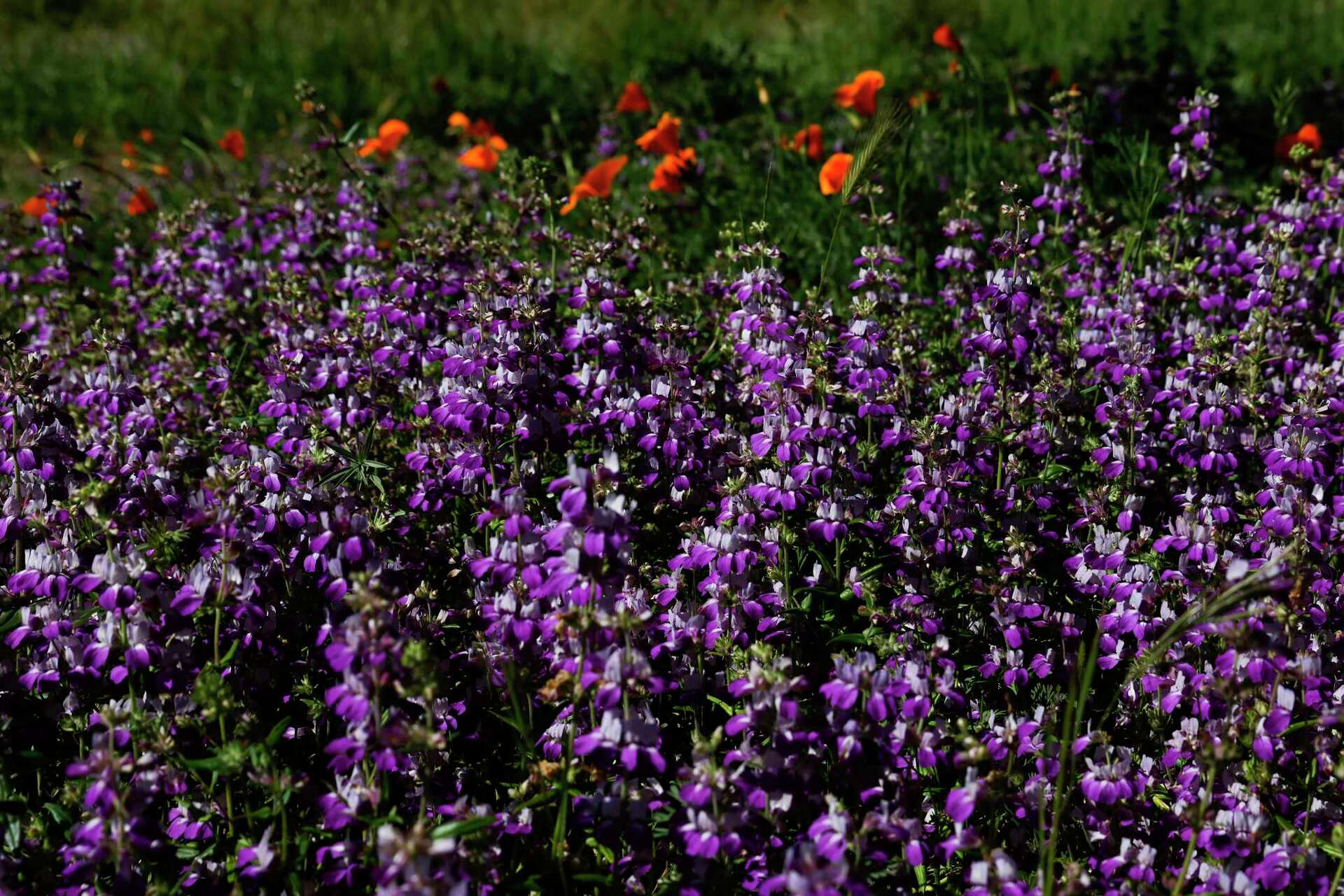 The science behind California superblooms, explained