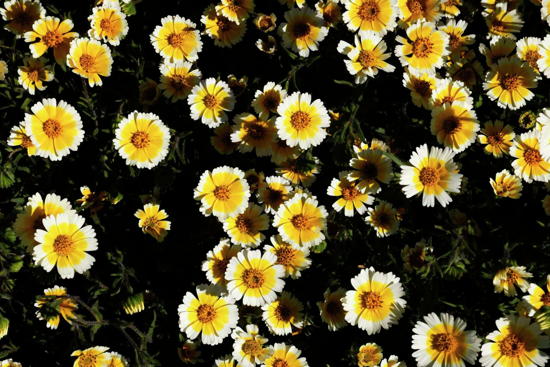 The science behind California superblooms, explained