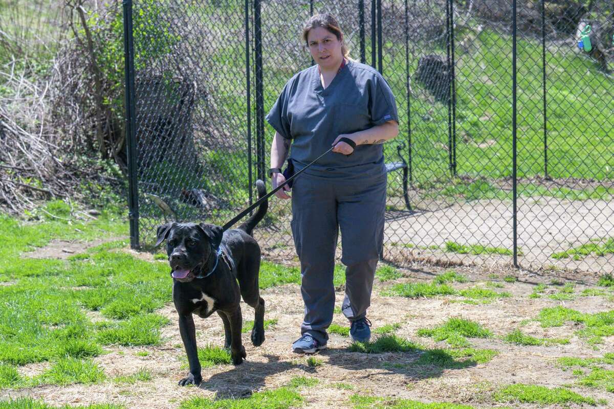 Mohawk Hudson Humane Society in crisis due to spike in strays