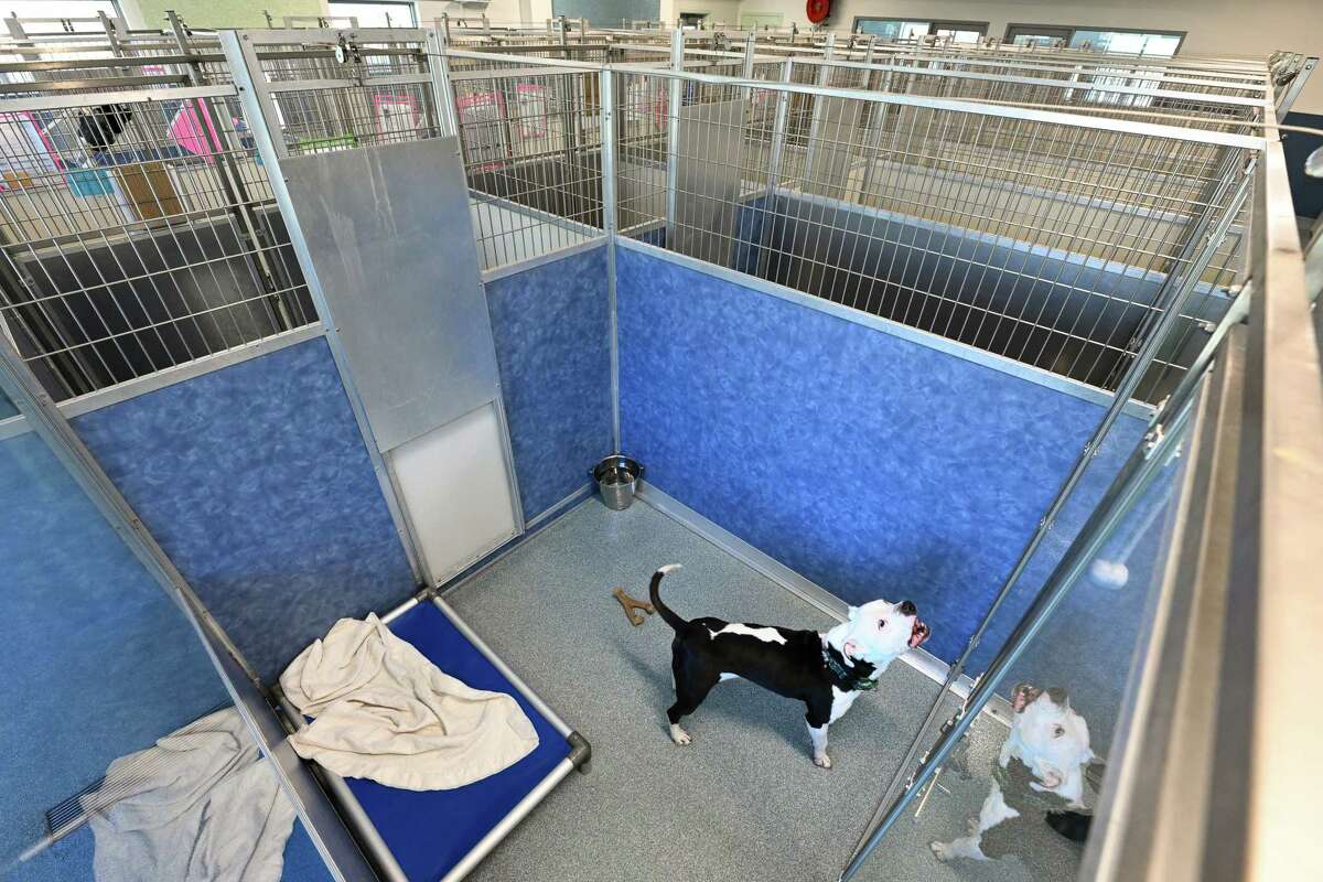 Mohawk Hudson Humane Society in crisis due to spike in strays