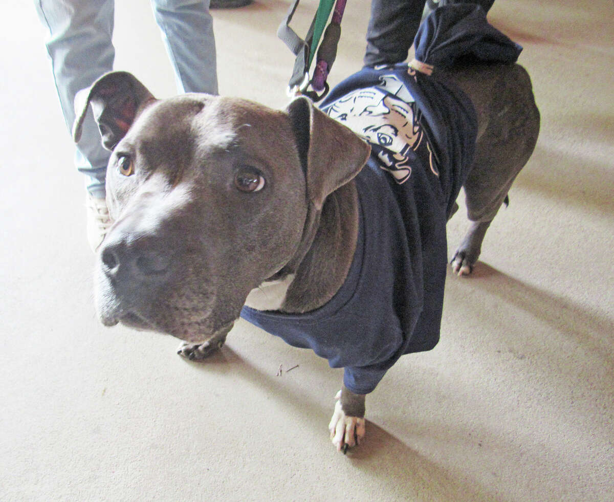 Randy’s Rescue Ranch shares love of animals in grand reopening