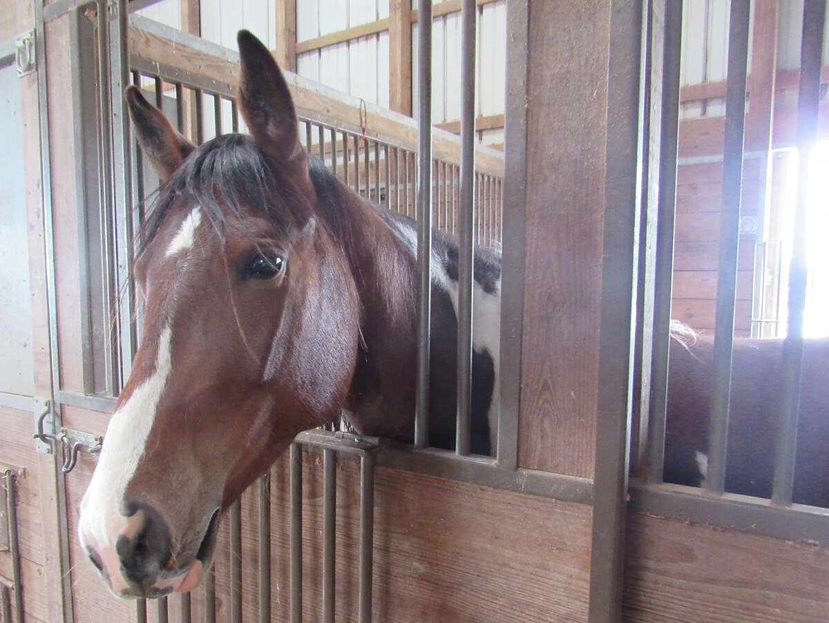 Randy’s Rescue Ranch shares love of animals in grand reopening