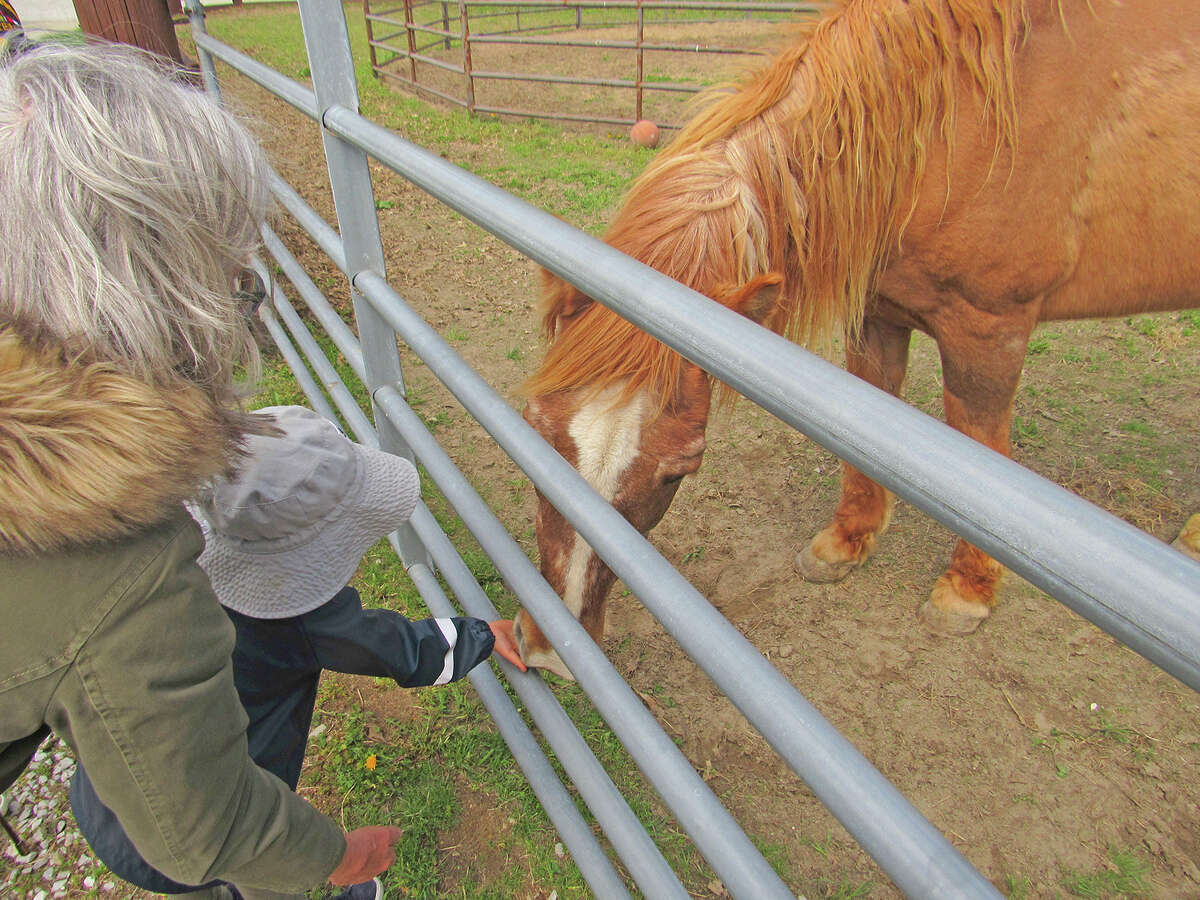 Randy’s Rescue Ranch shares love of animals in grand reopening