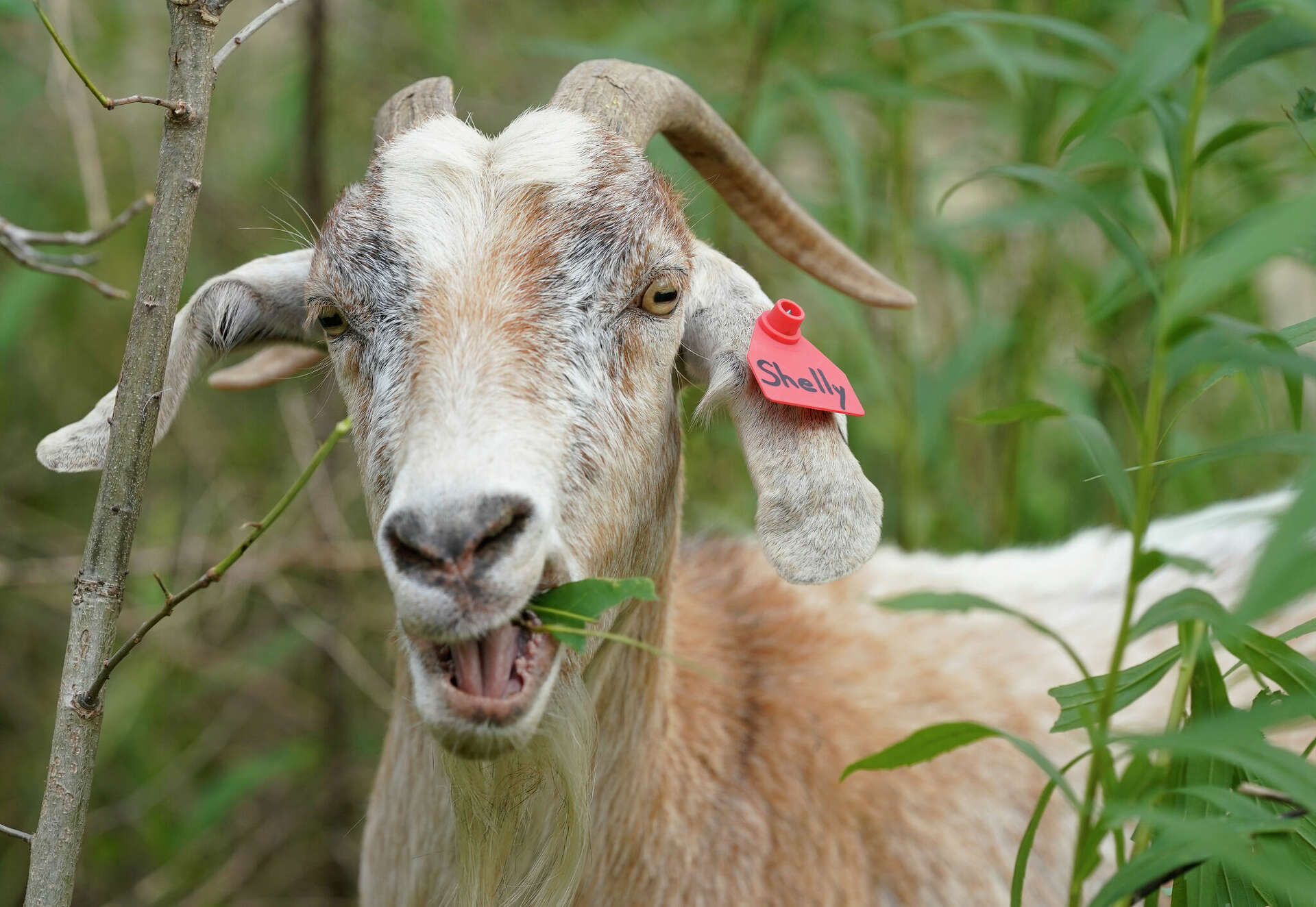 Why Houston is employing army of goats to 'mow' around town