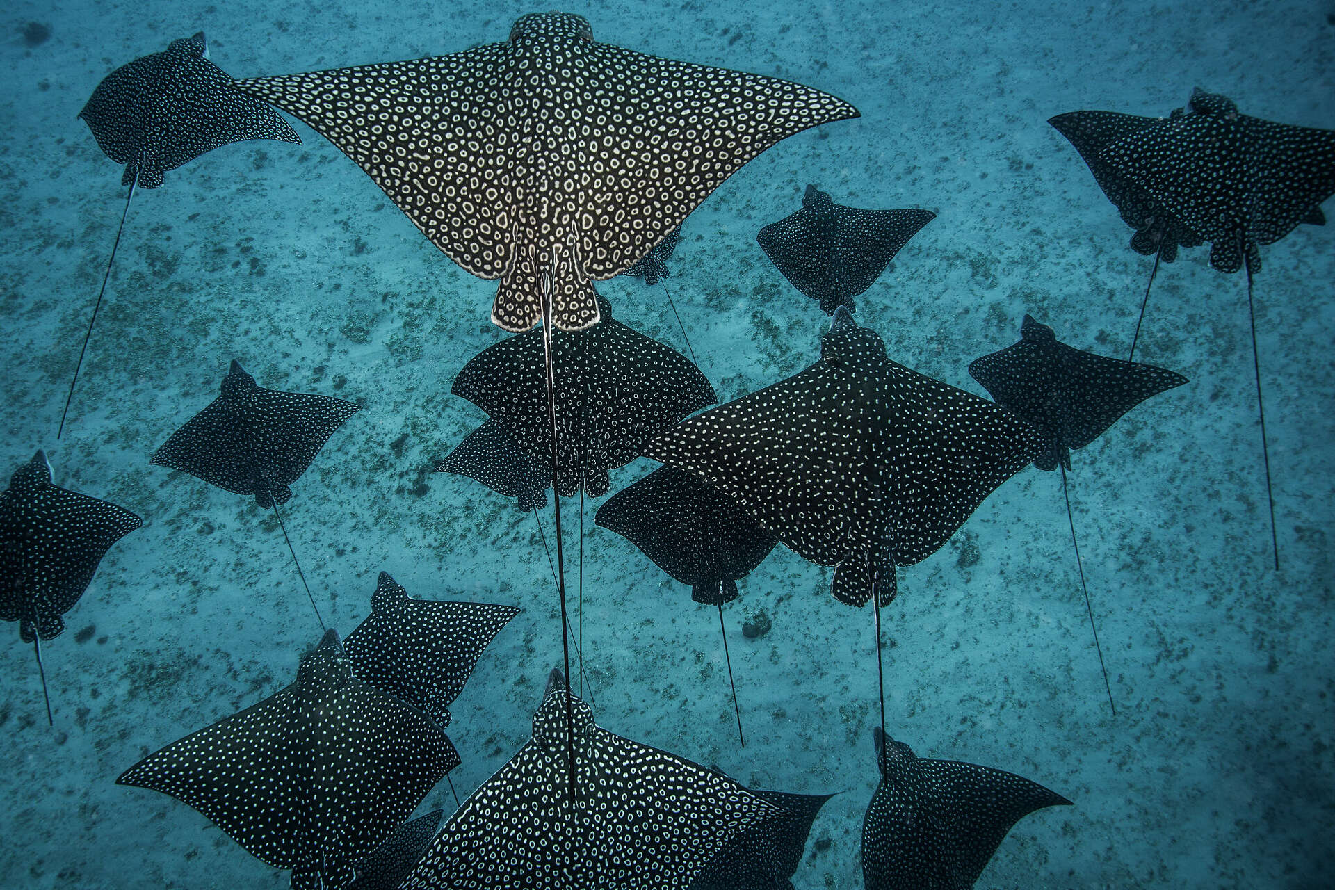 Spotted eagle ray caught along Texas Gulf Coast