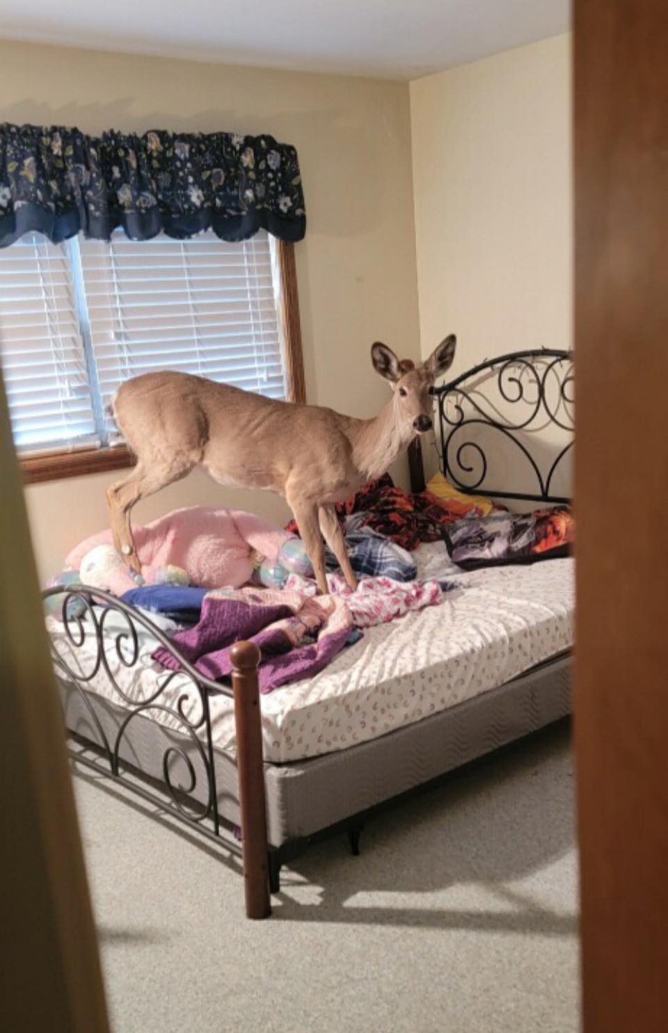 Deer crashes through window of Michigan family's home