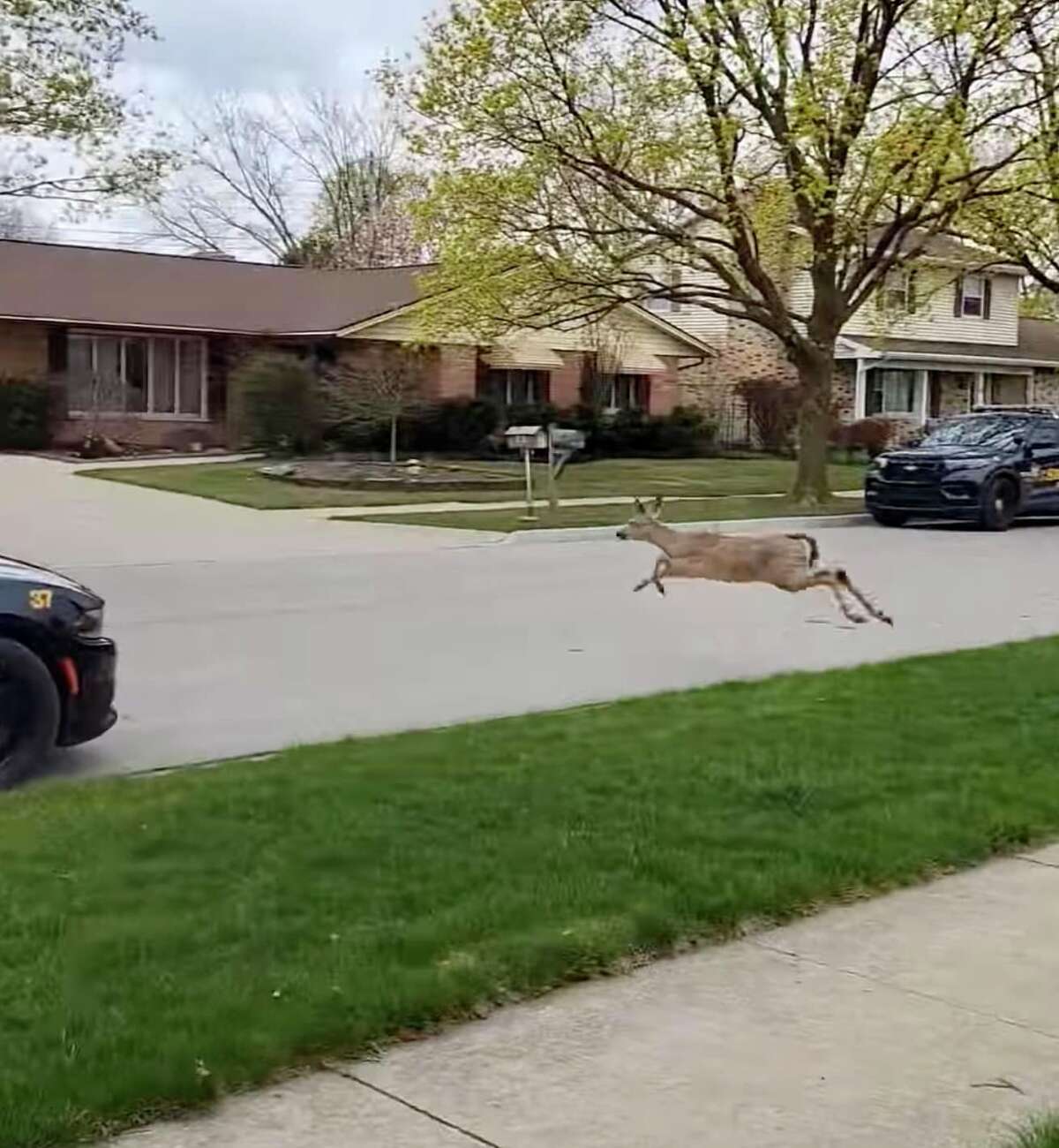 Deer crashes through window of Michigan family's home