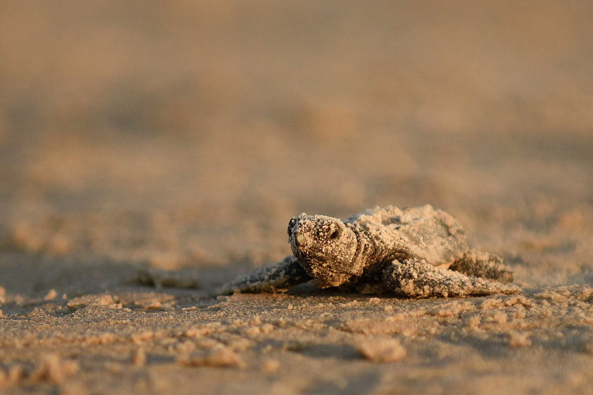 Texas sea turtle nesting season: When it starts on Gulf Coast and more
