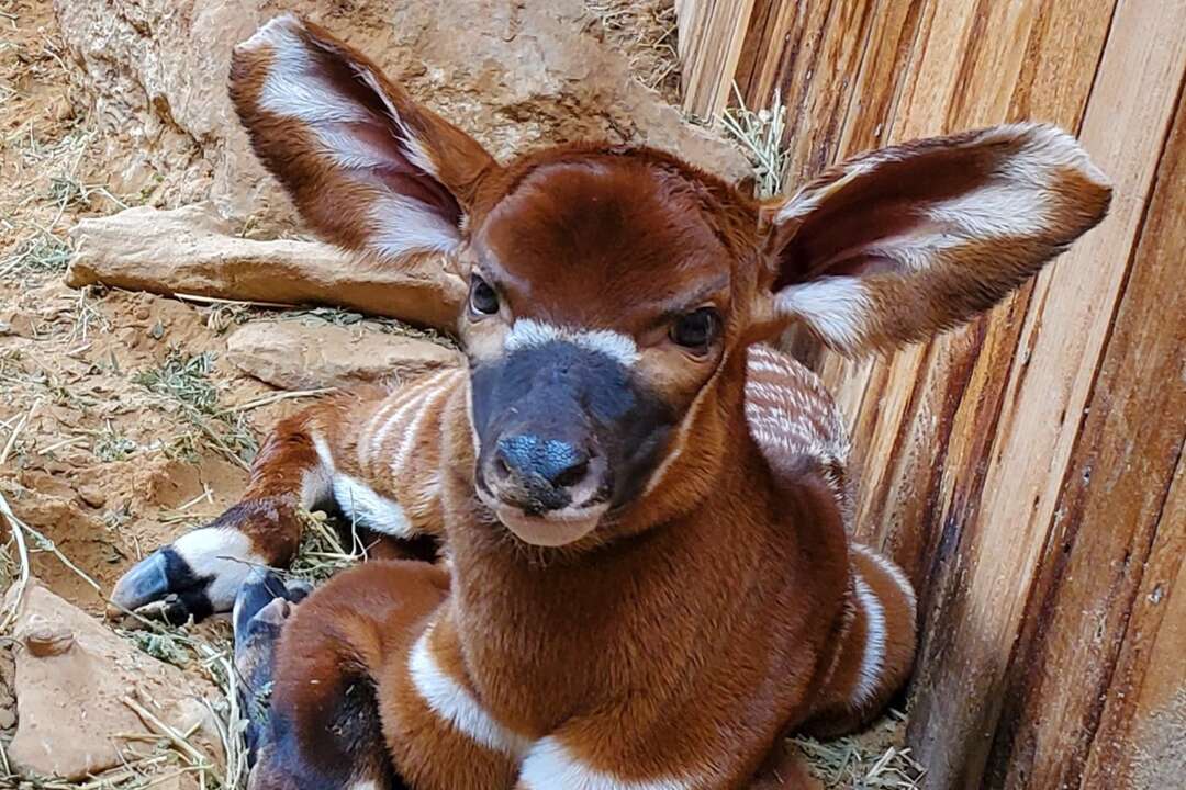 Houston Zoo welcomes 2 exotic newborn calves for Easter