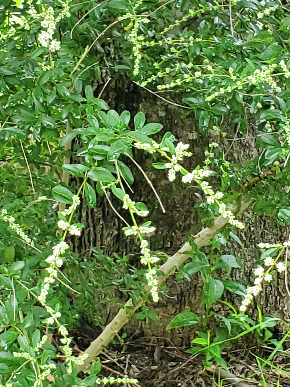 Texans should beware of the the Amur River privet invasive shrub