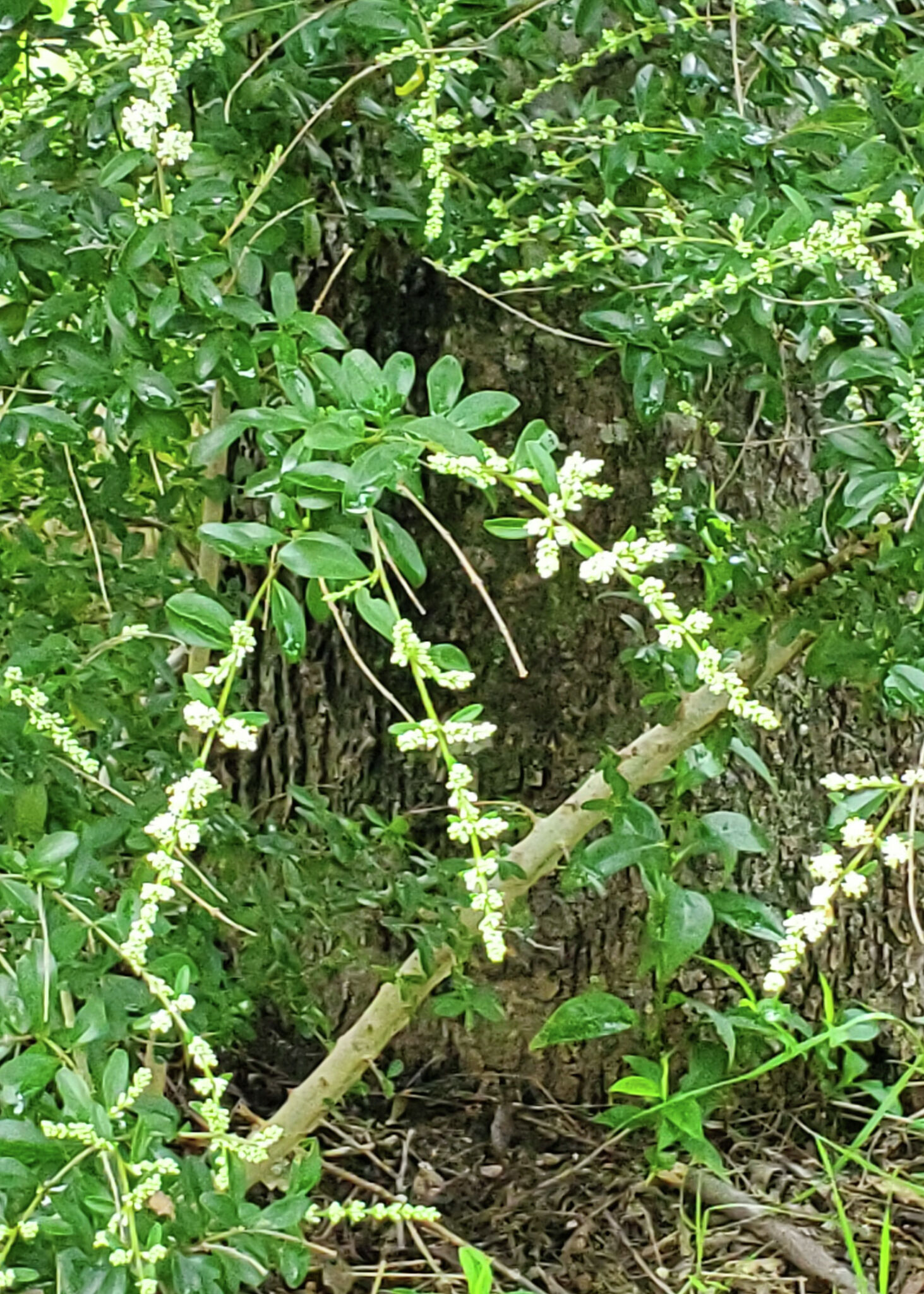 Texans should beware of the the Amur River privet invasive shrub