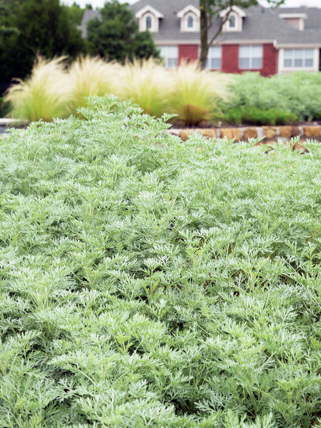Texans should beware of the the Amur River privet invasive shrub