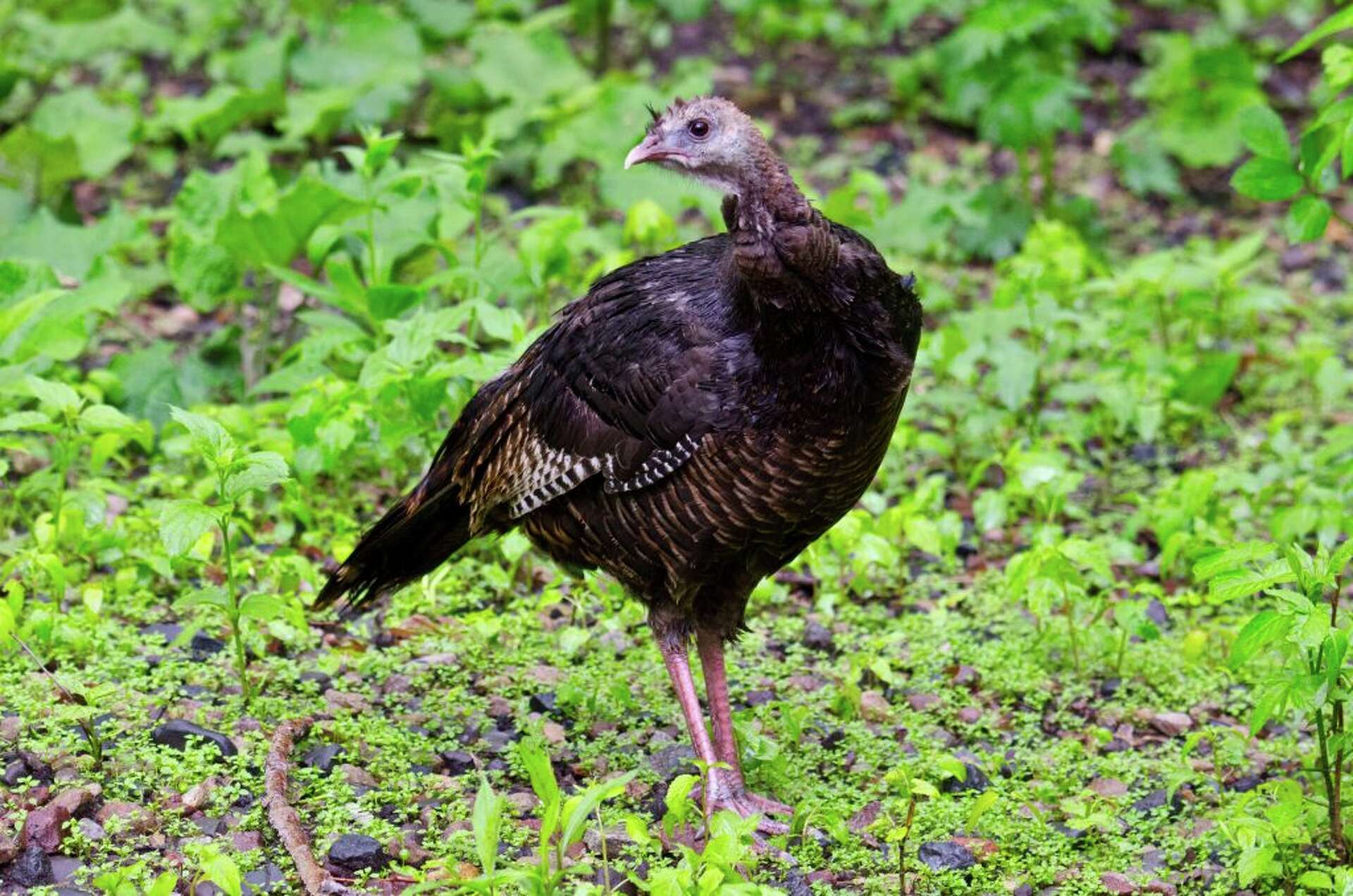 What to know about hunting regulations in CT for fall 2023