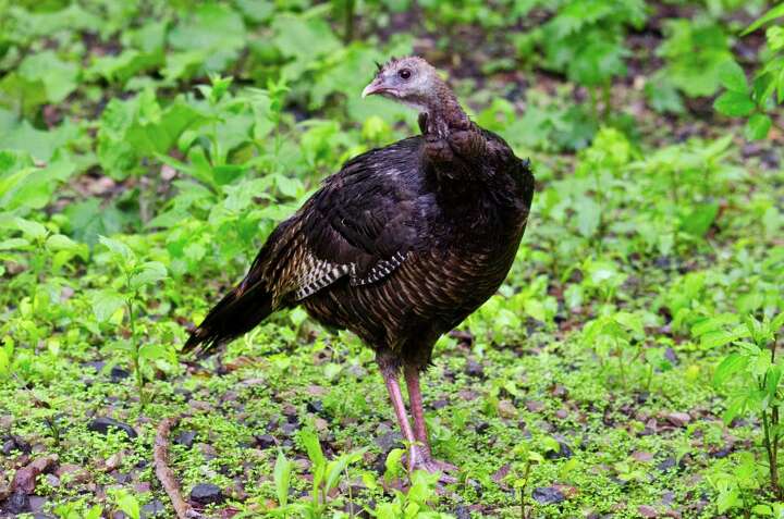 What to know about hunting regulations in CT for fall 2023