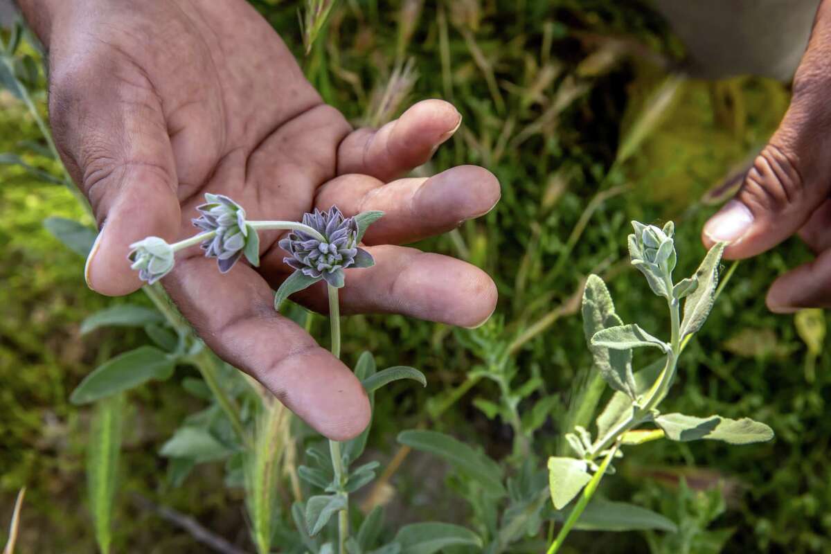 California's lost Tulare Lake returns, some want to make it permanent