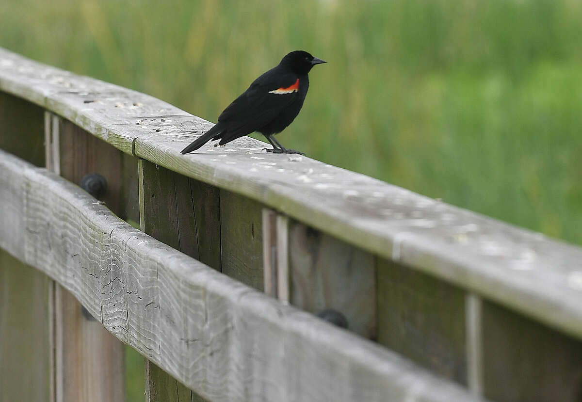 Local birders join in the Great Texas Birding Classic