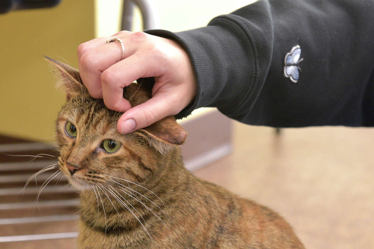 Danbury couple's cats with disabilities help students de-stress