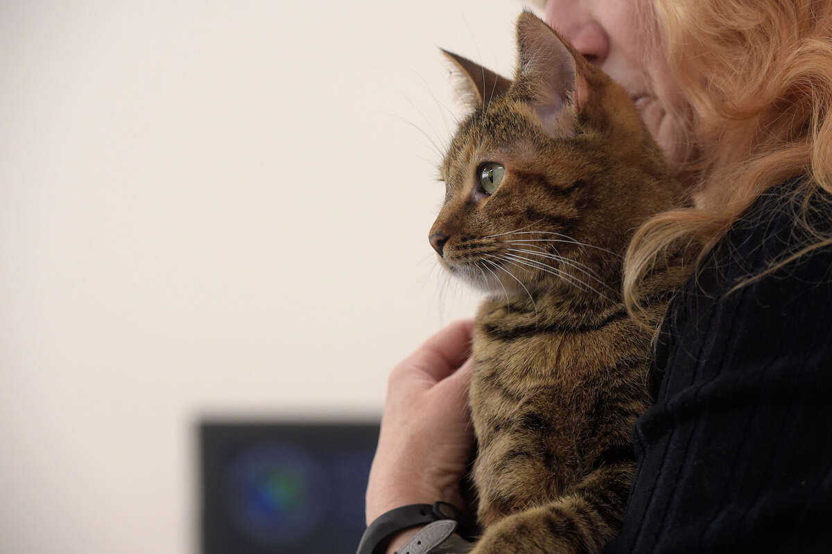 Danbury couple's cats with disabilities help students de-stress