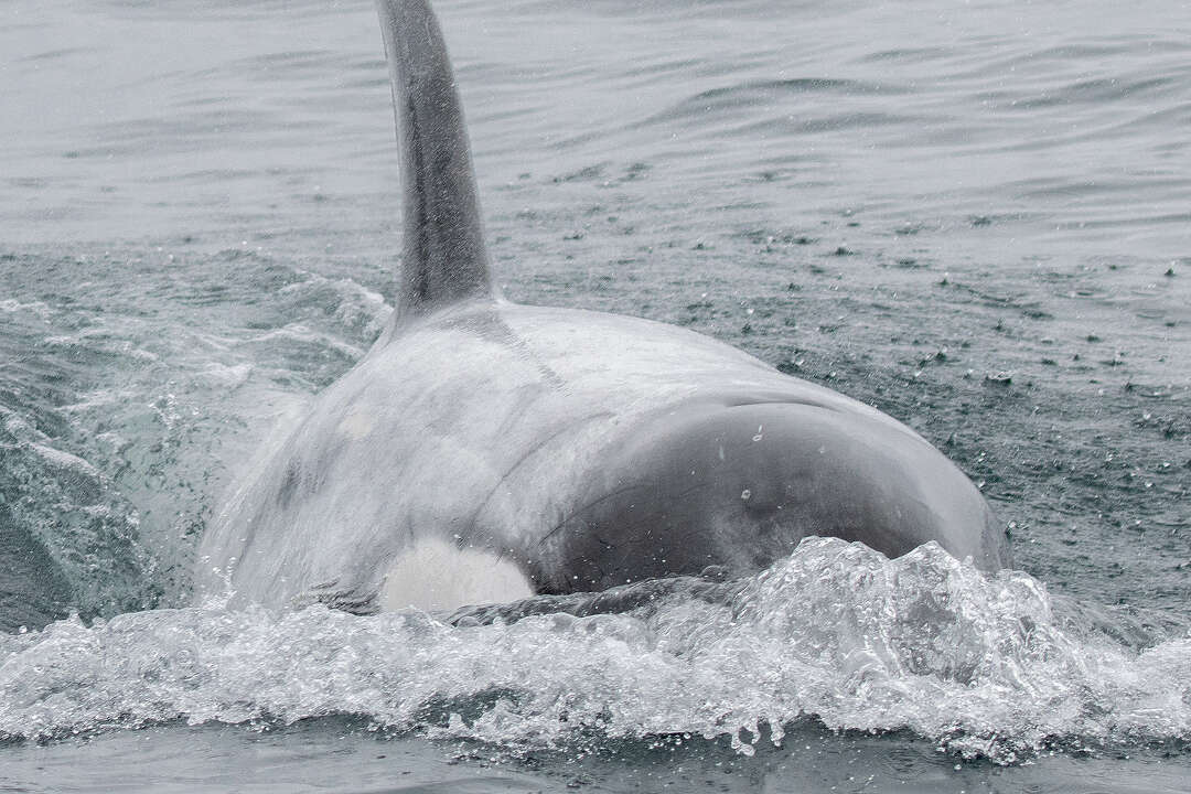 Extremely rare white whale spotted off California coast