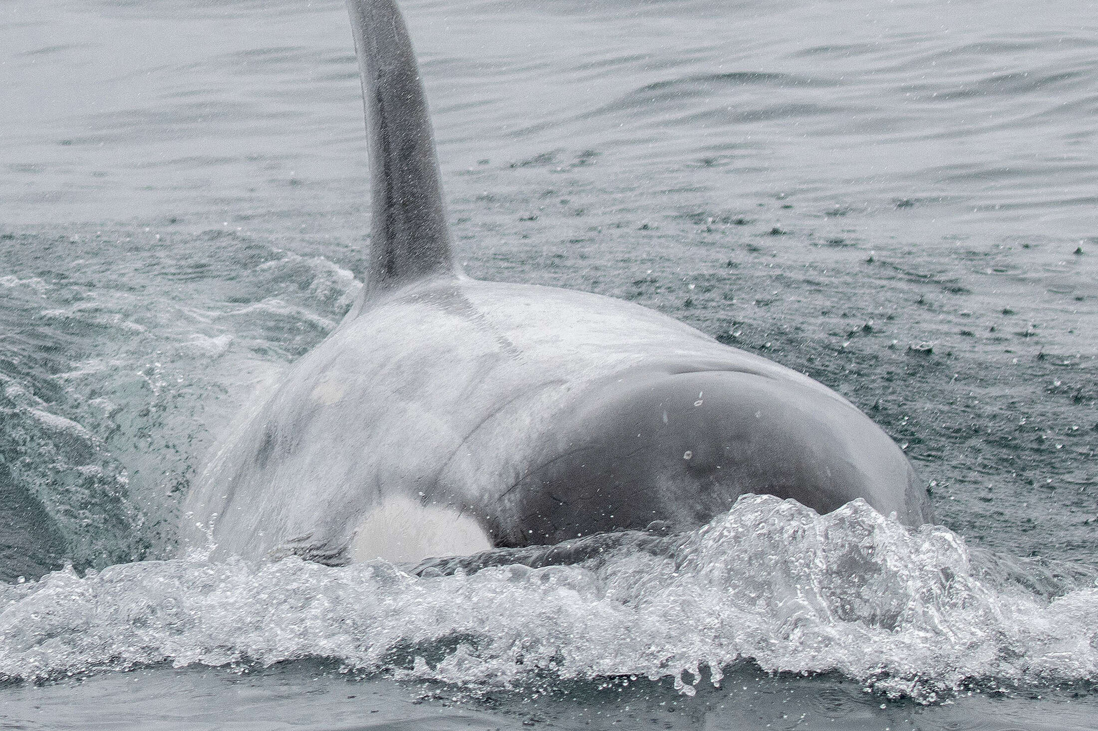 Extremely rare white whale spotted off California coast