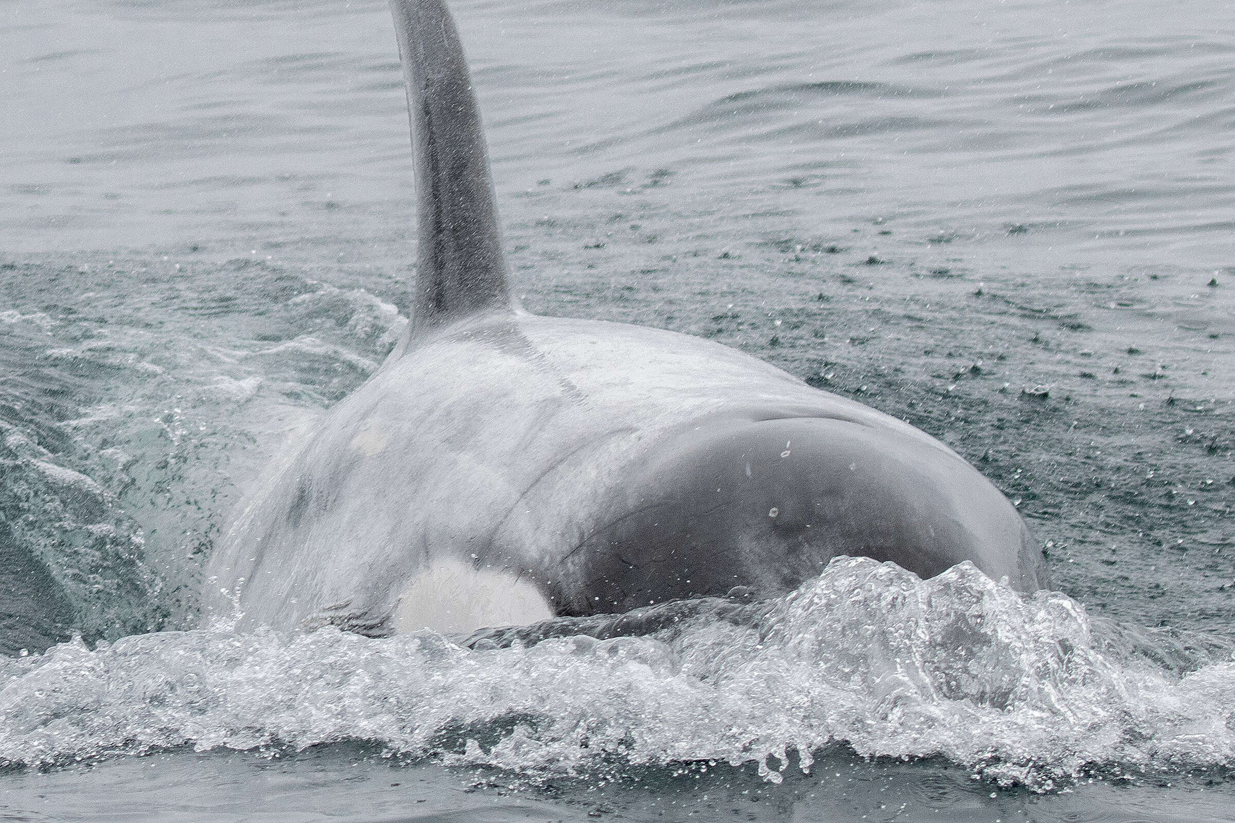 Extremely rare white whale spotted off California coast