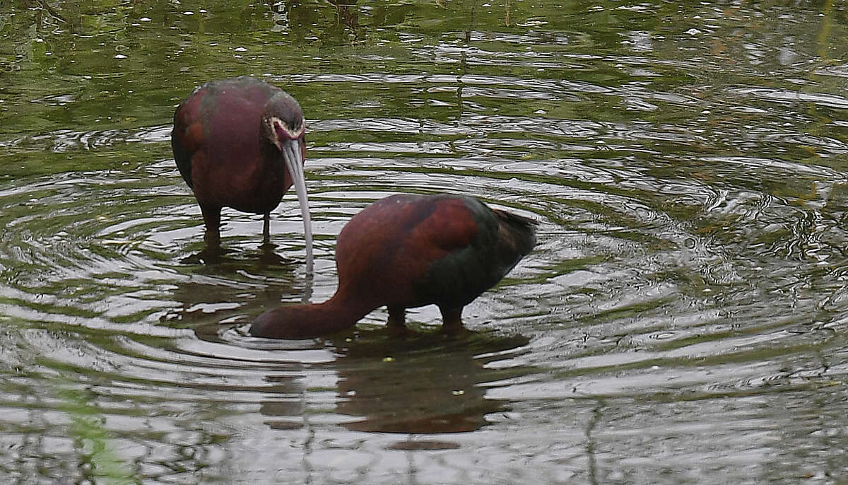 Local birders join in the Great Texas Birding Classic