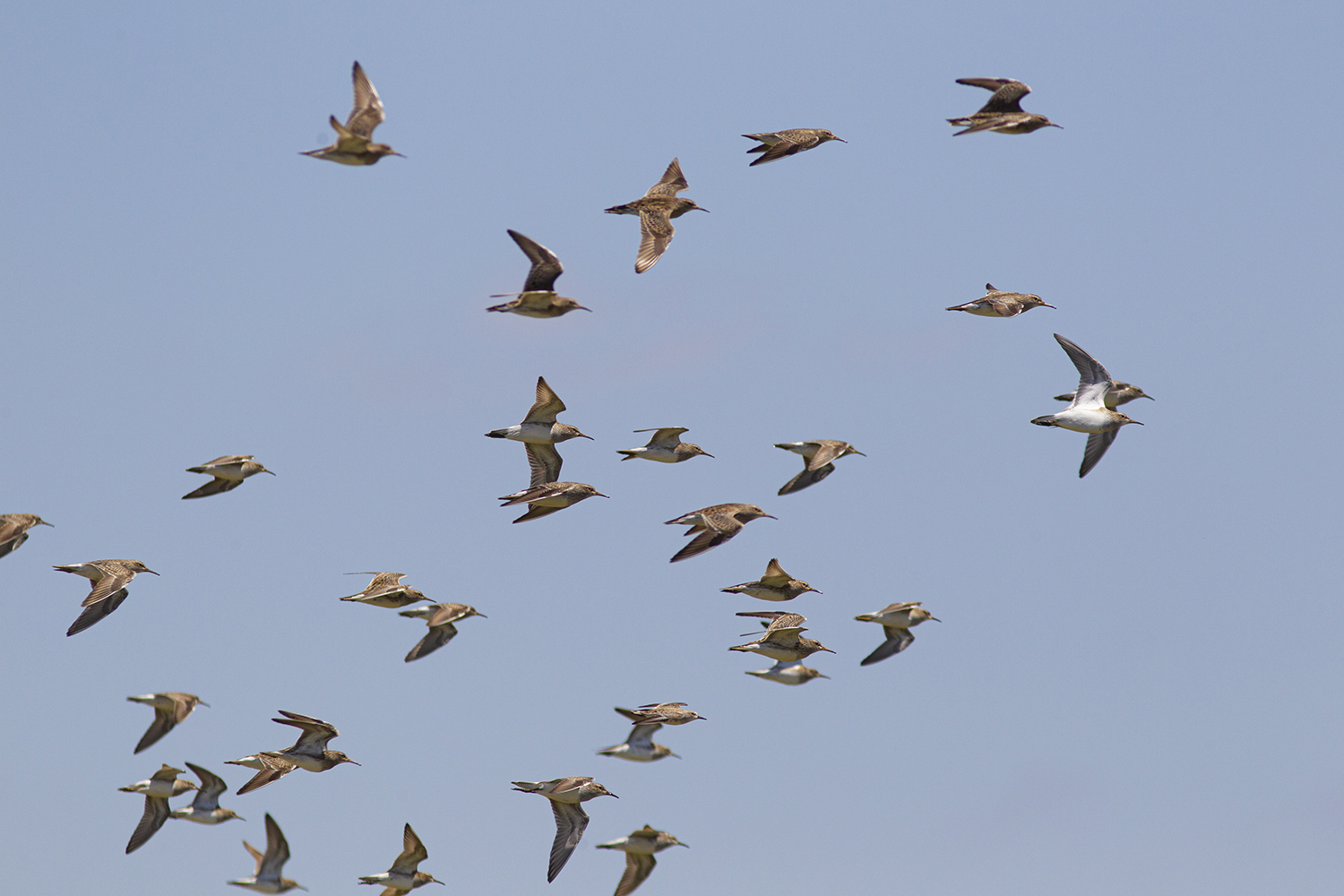 Migratory shorebirds have stamina to fly as far as 10,000 miles
