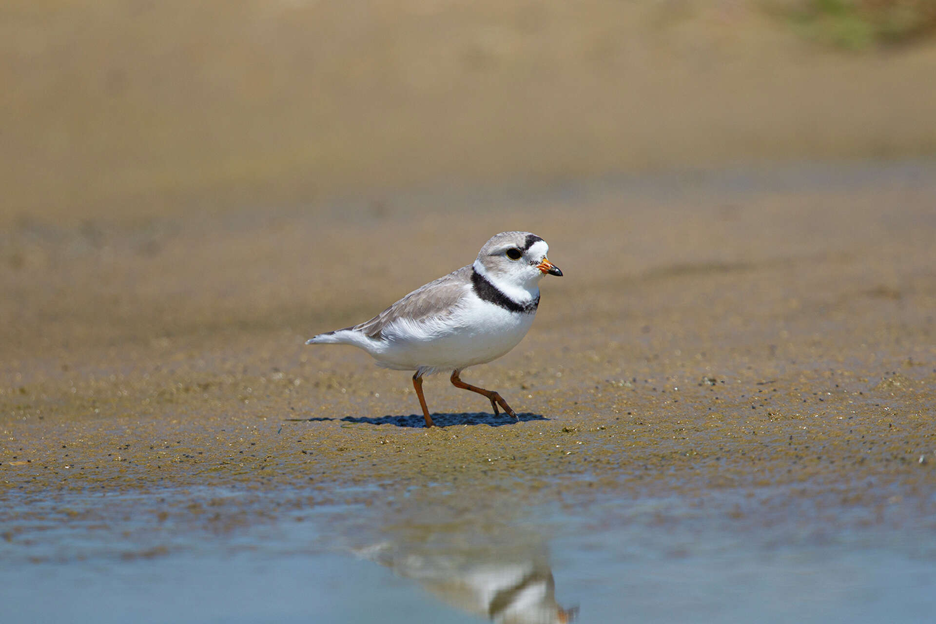 Guide: Meet the migrating shorebirds descending on Texas' coast