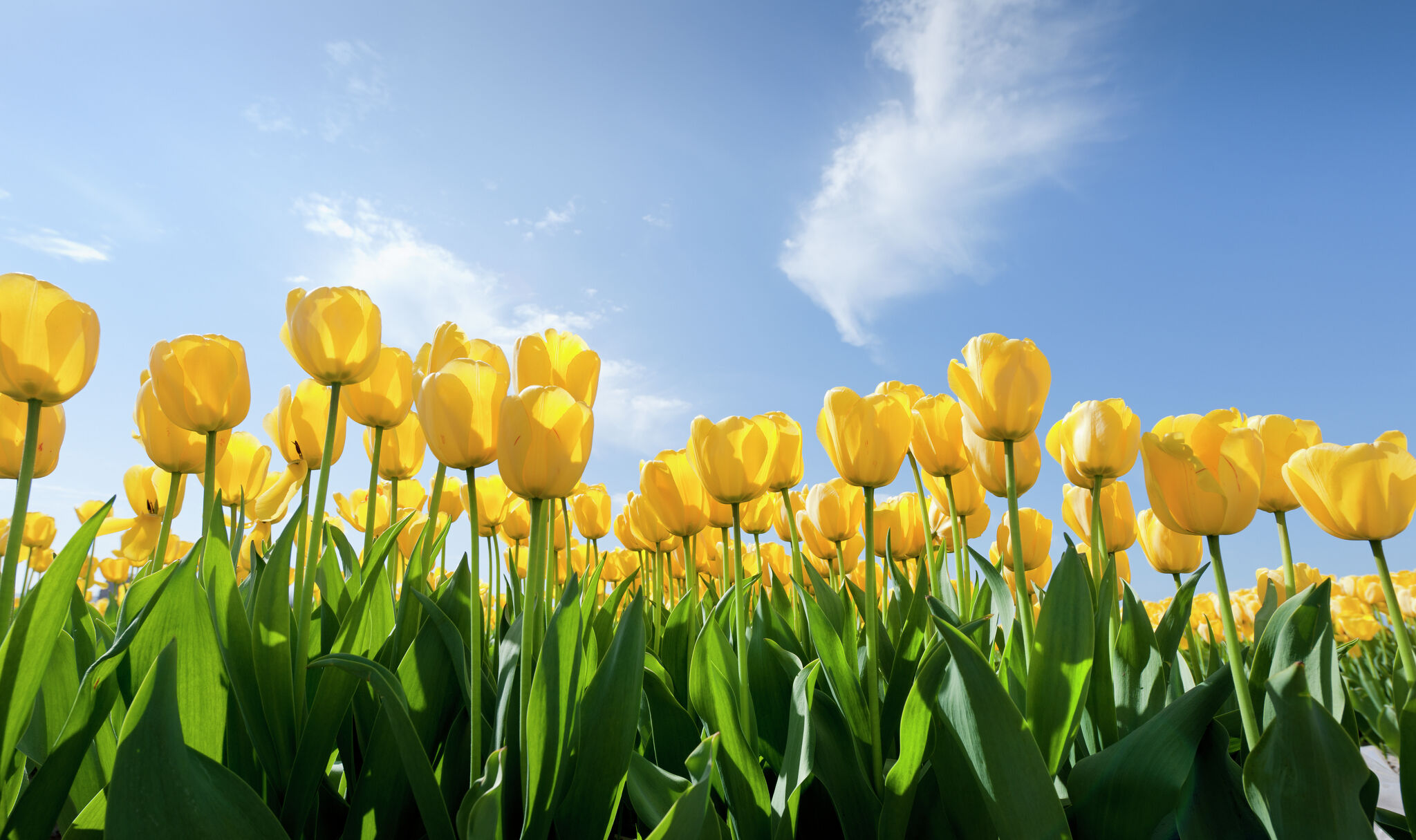 Annual Illinois tulip festival open, expected to run through next week