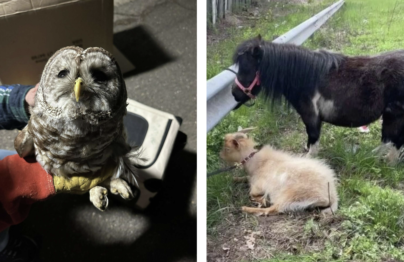 CT police departments respond to several wildlife calls this week
