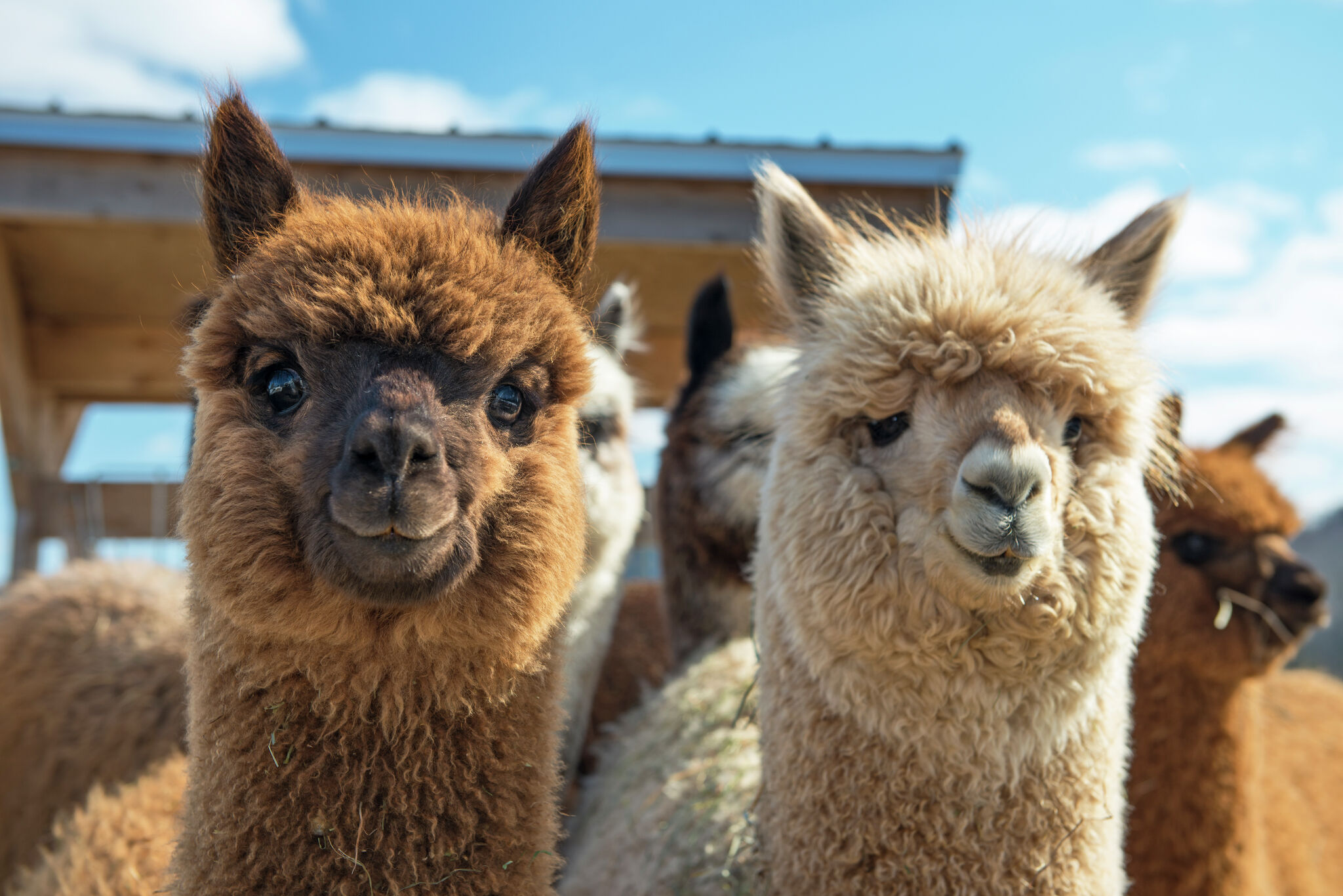 Visit alpacas during opening weekend at northern Michigan farm