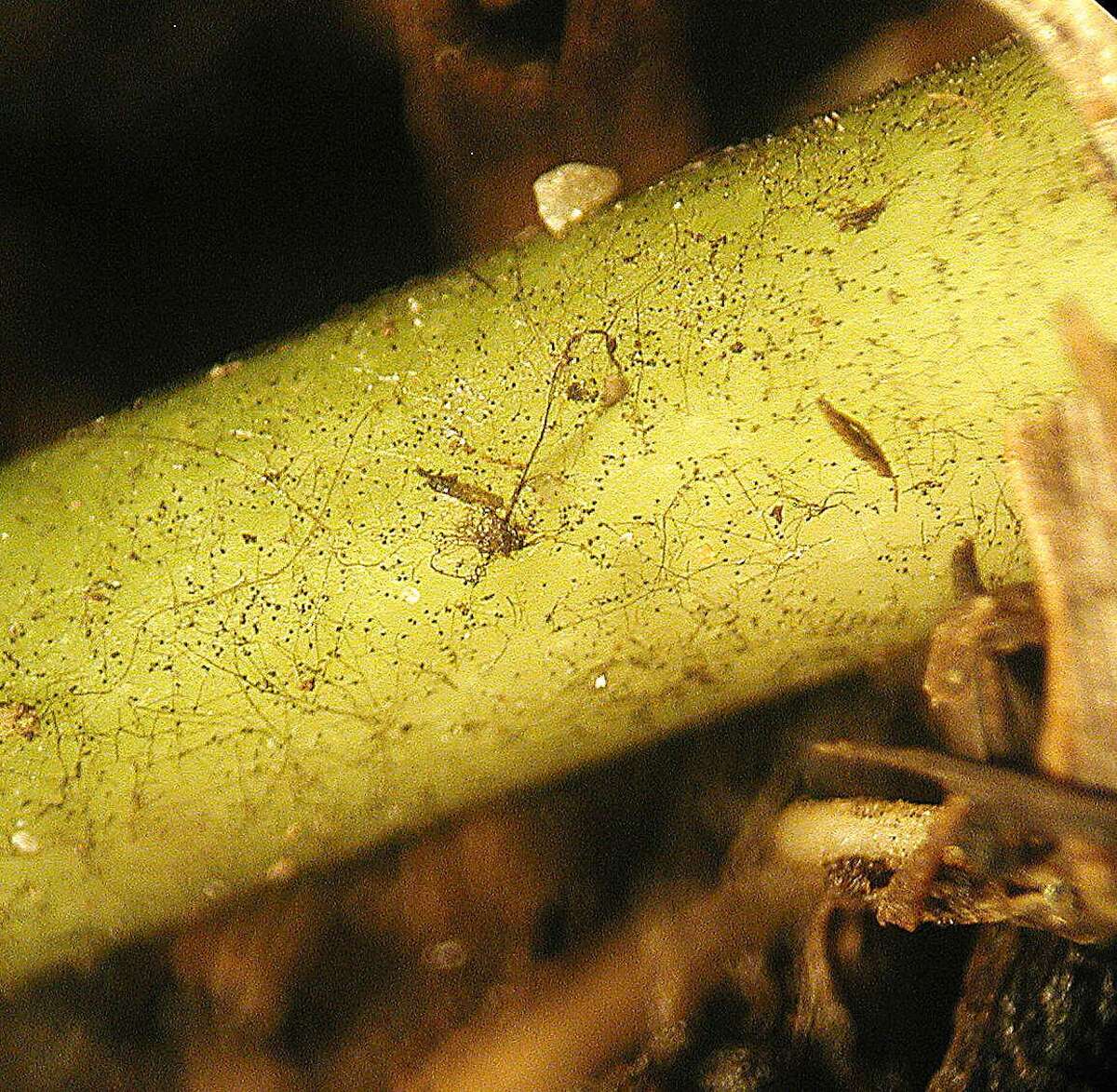 Michael Potter: Diminish symptoms of take-all root rot by treating now