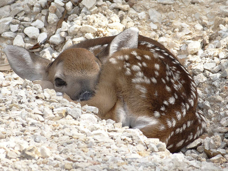 Kronkosky State Natural Area set to become Texas state park