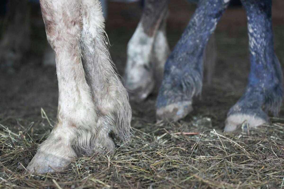Texas wild horse and burro auction draws more than 100 buyers