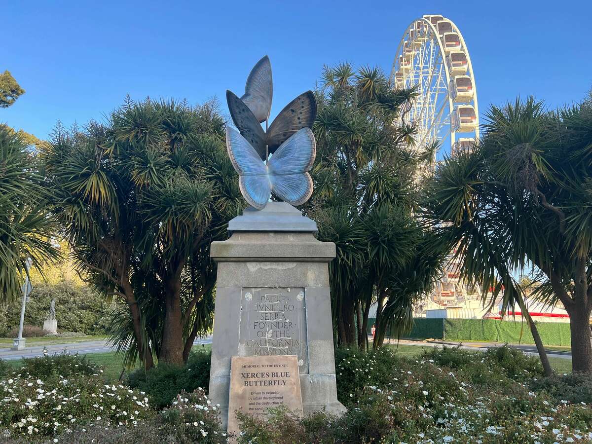 Xerces Blue Butterfly Extinctglaucopsyche Xerces Radio